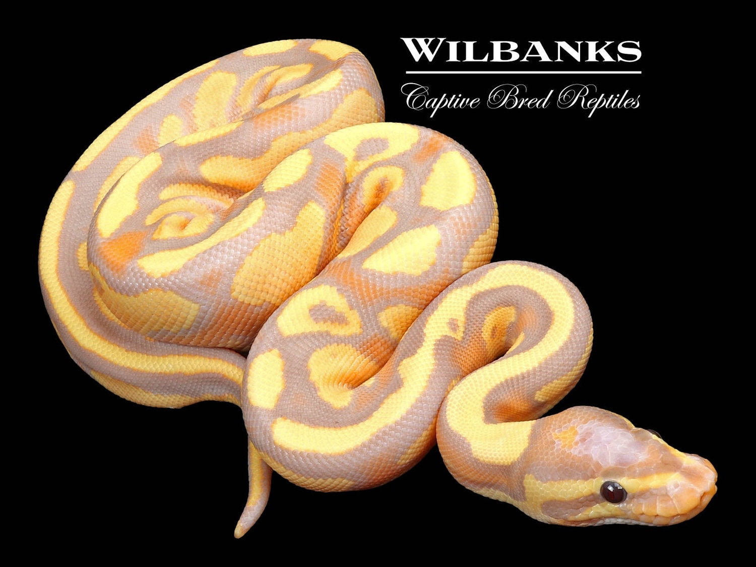 Banana Yellow Belly Ball Python by Wilbanks Captive Bred Reptiles ...
