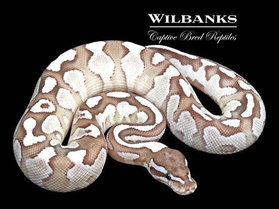 Fire Axanthic (VPI) Lesser Ball Python by Wilbanks Captive Bred Reptiles