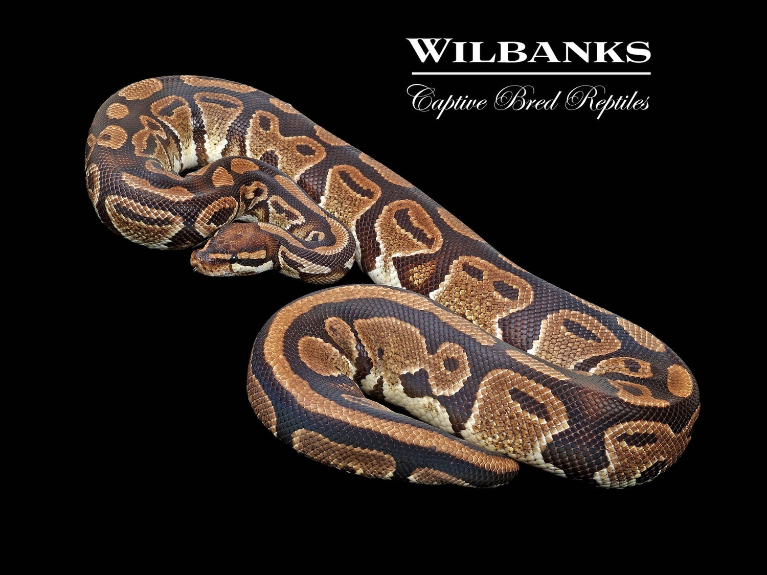 100% Het. Pied (Proven Breeder) Ball Python by Wilbanks Captive Bred ...