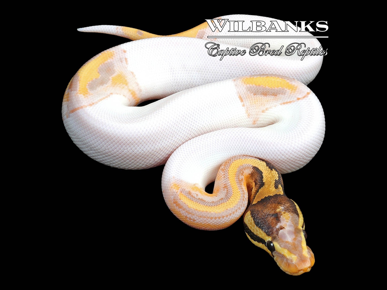 Banana Pied (Paradox) Ball Python by Wilbanks Captive Bred Reptiles ...