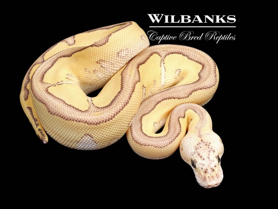 Leopard Pastel Butter Clown Ball Python by Wilbanks Captive Bred Reptiles