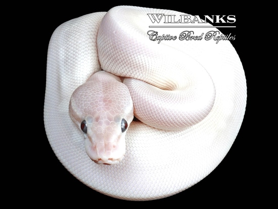 Blue Eyed Leucistic (Lucy) (Bamboo Mojave) Ball Python by Wilbanks ...