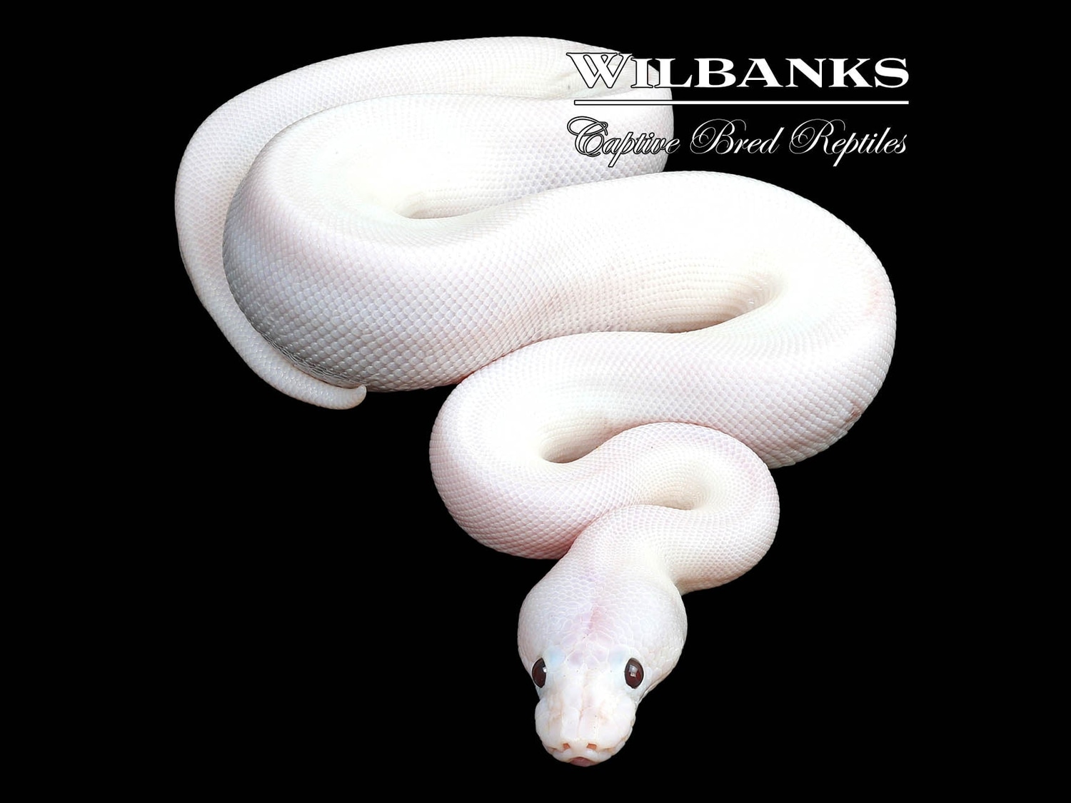 Banana Super Fire Ball Python by Wilbanks Captive Bred Reptiles ...