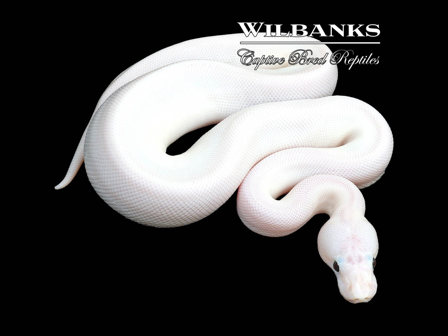 Super Fire Ball Python by Wilbanks Captive Bred Reptiles - MorphMarket