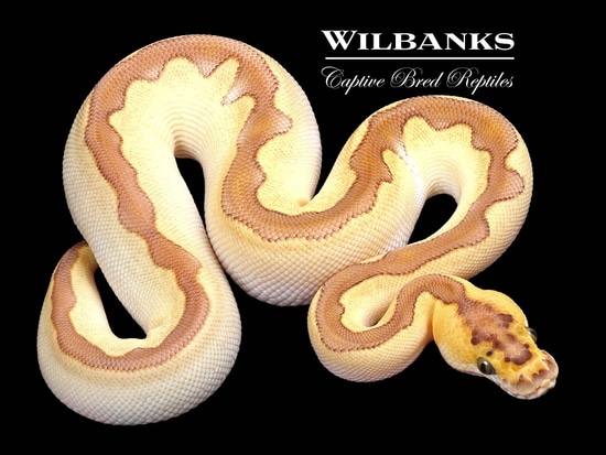 Butter Enchi Clown Ball Python by Wilbanks Captive Bred Reptiles