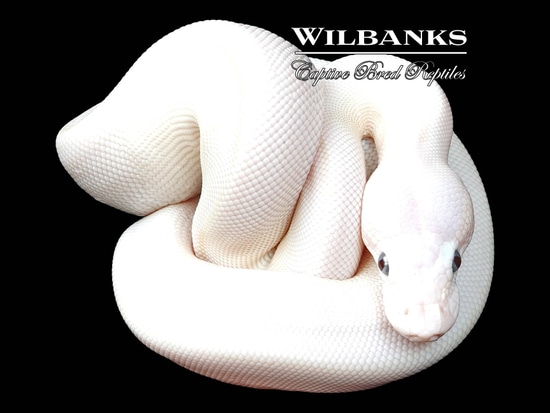 Blue Eyed Leucistic (Lucy) (Bamboo Mojave) Ball Python by Wilbanks ...