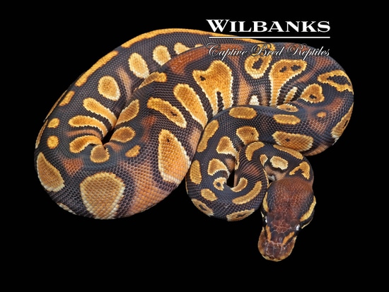 Blackhead 100% Het. Lavender Albino Ball Python by Wilbanks Captive ...
