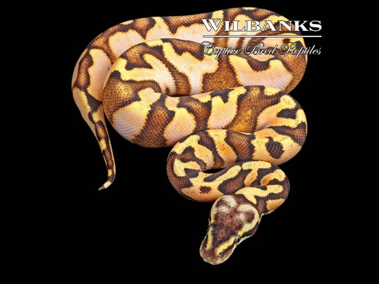FireFly Enchi Sugar Ball Python by Wilbanks Captive Bred Reptiles