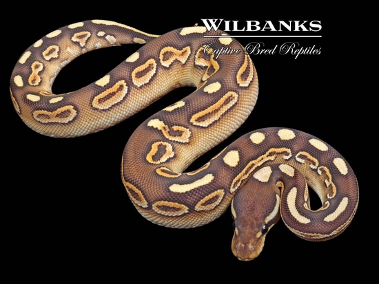 Black Butter Yellow Belly Ball Python by Wilbanks Captive Bred Reptiles