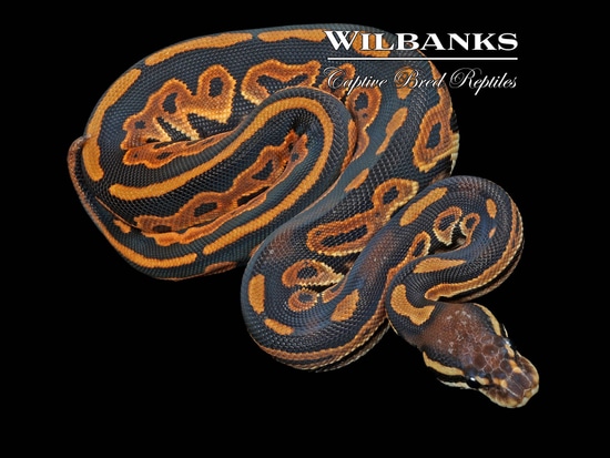 Orange Dream Black Pastel Ball Python by Wilbanks Captive Bred Reptiles