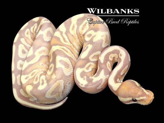 Banana Phantom Yellow Belly Ball Python by Wilbanks Captive Bred Reptiles