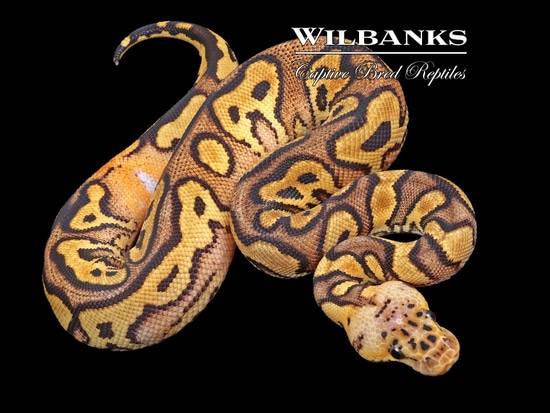 🔥 NO RESERVE🔥 Pastel Orange Dream Yellow Belly Clown 50% Possible Het ...