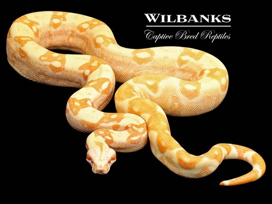 Purple Sharp Sunglow Boa Constrictor by Wilbanks Captive Bred Reptiles