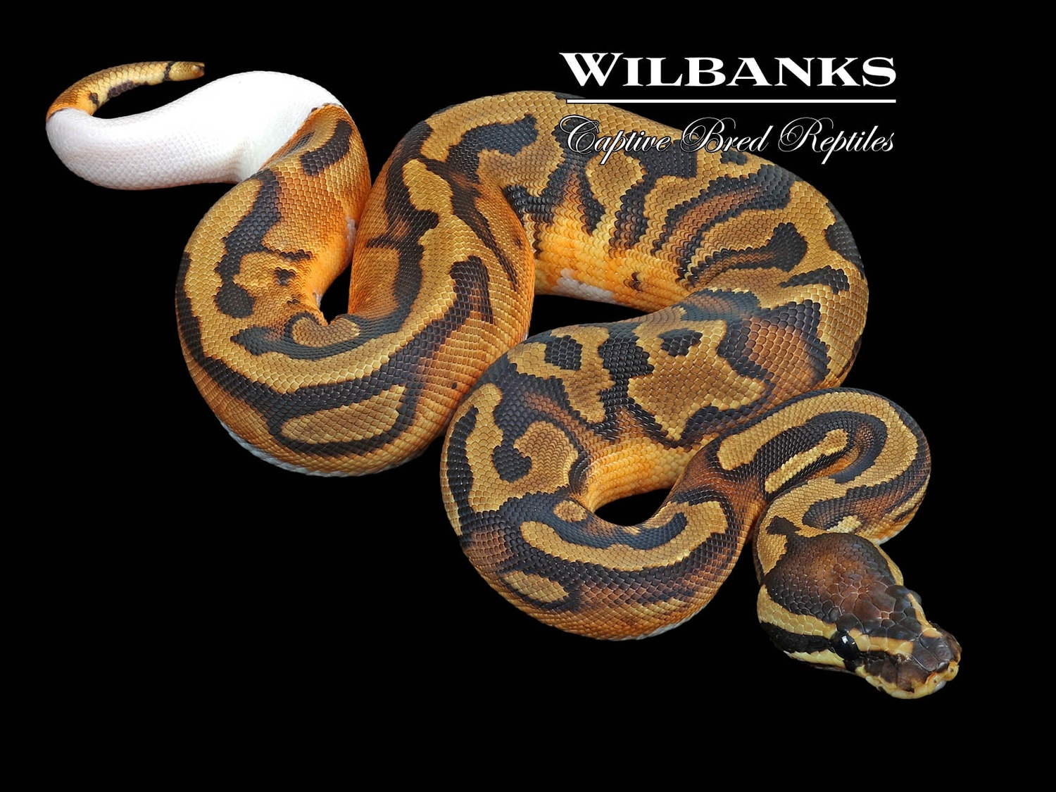 Pied Ball Python by Wilbanks Captive Bred Reptiles - MorphMarket