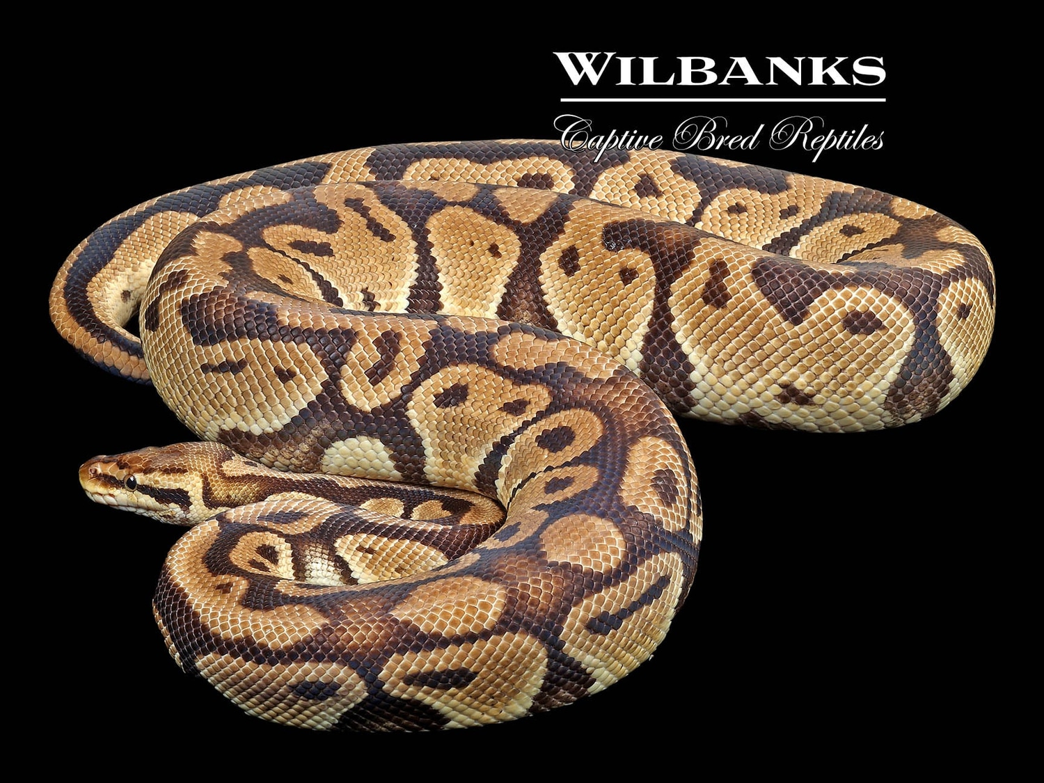 Pastel 100% Het. Clown (Proven Breeder) Ball Python by Wilbanks Captive ...