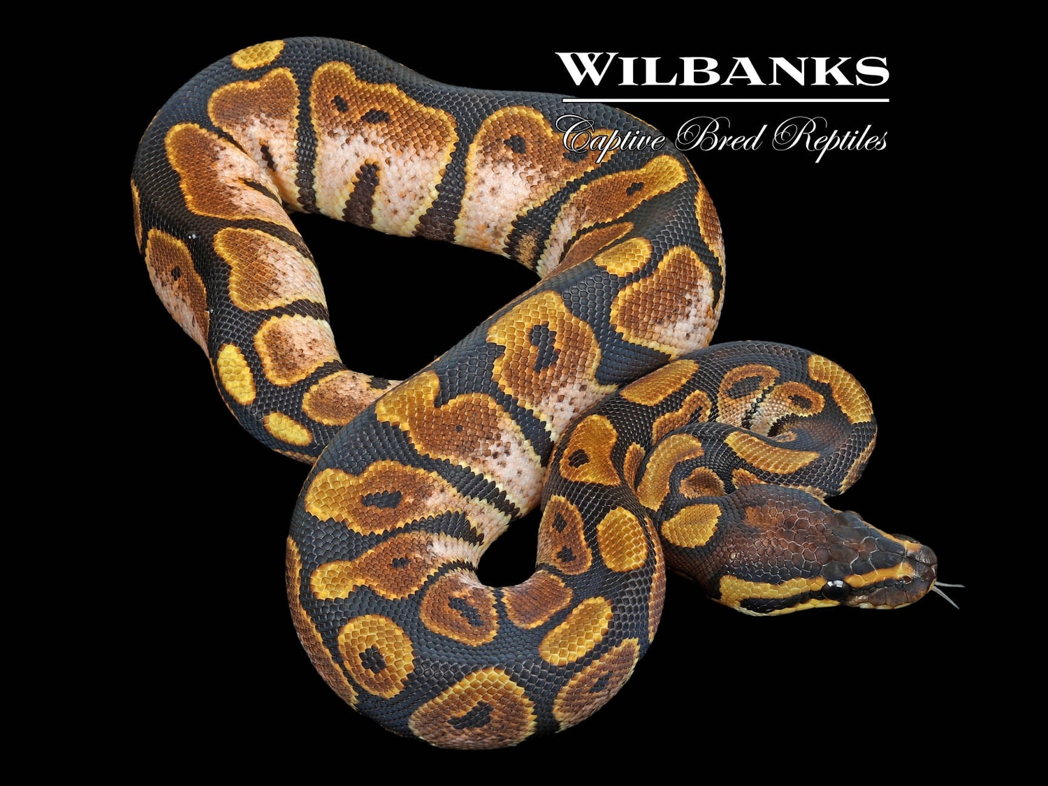 Sugar Ball Python by Wilbanks Captive Bred Reptiles - MorphMarket