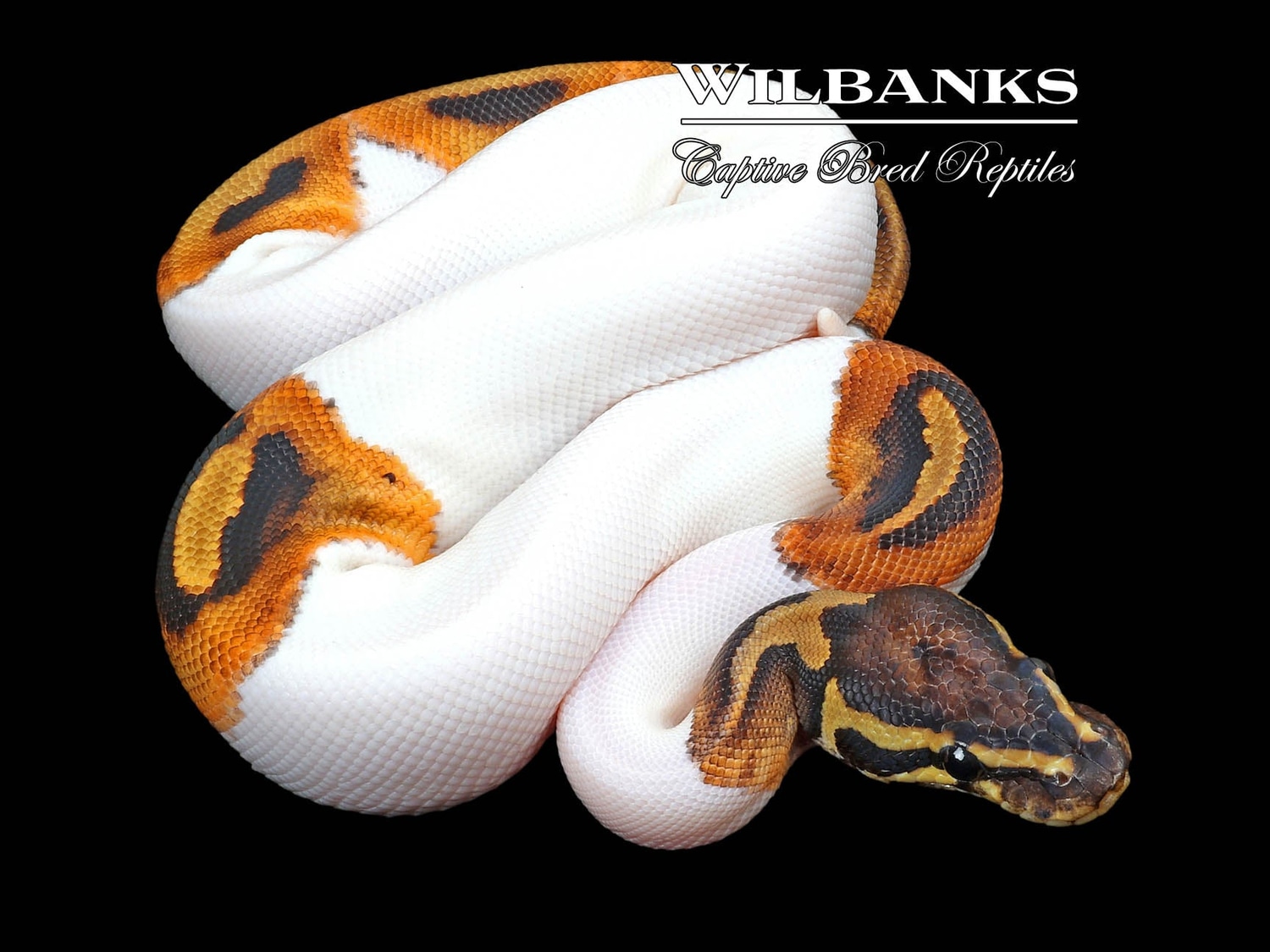 Pied 100% Het. Lavender Albino Ball Python by Wilbanks Captive Bred ...