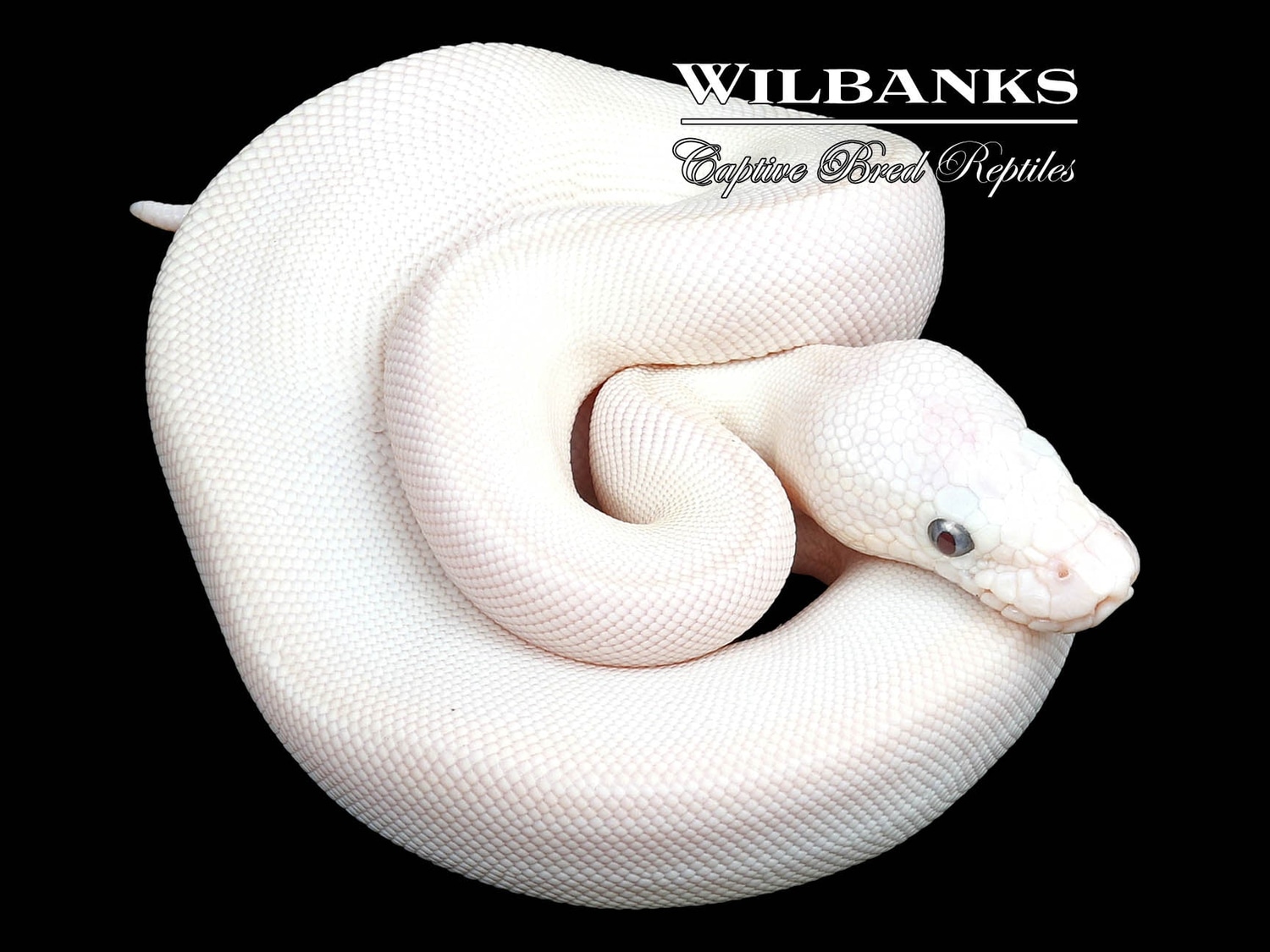 Blue Eyed Leucistic (Lucy) (Mojave Butter) Ball Python by Wilbanks ...