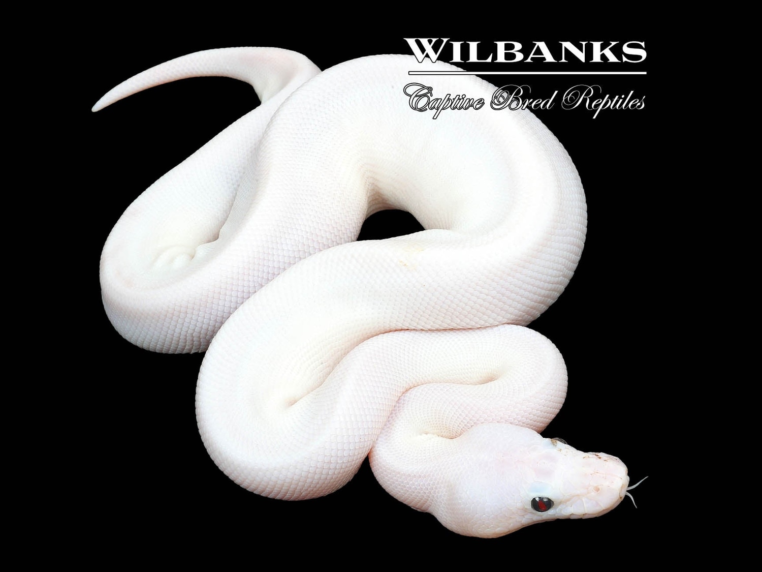 Super Fire Ball Python by Wilbanks Captive Bred Reptiles - MorphMarket