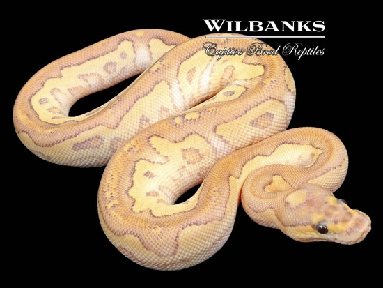 Nuclear Clown Ball Python by Wilbanks Captive Bred Reptiles