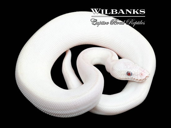 Blue Eyed Leucistic (Butter Mojave) Ball Python by Wilbanks Captive ...