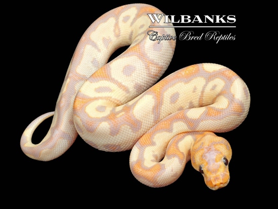 Banana Fire Clown Ball Python by Wilbanks Captive Bred Reptiles