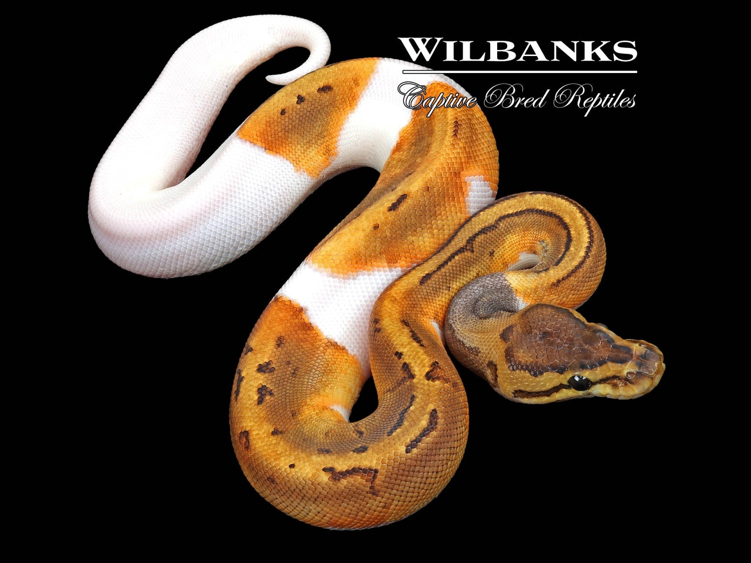 Pinstripe Pied Ball Python by Wilbanks Captive Bred Reptiles - MorphMarket