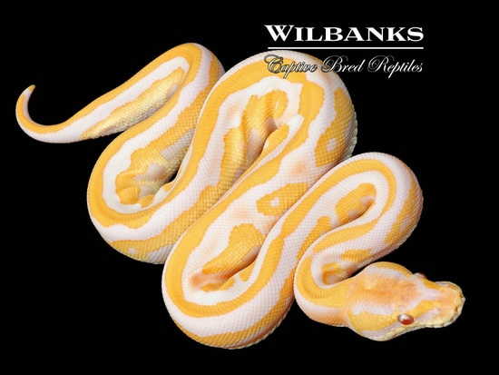 Lavender Leopard Blackhead Mojave Ball Python by Wilbanks Captive Bred ...