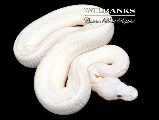 Blue Eyed Leucistic (Lucy) (Special Russo) Ball Python by Wilbanks ...