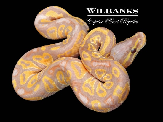 Banana Blackhead 100% Het. Lavender Albino Ball Python by Wilbanks ...