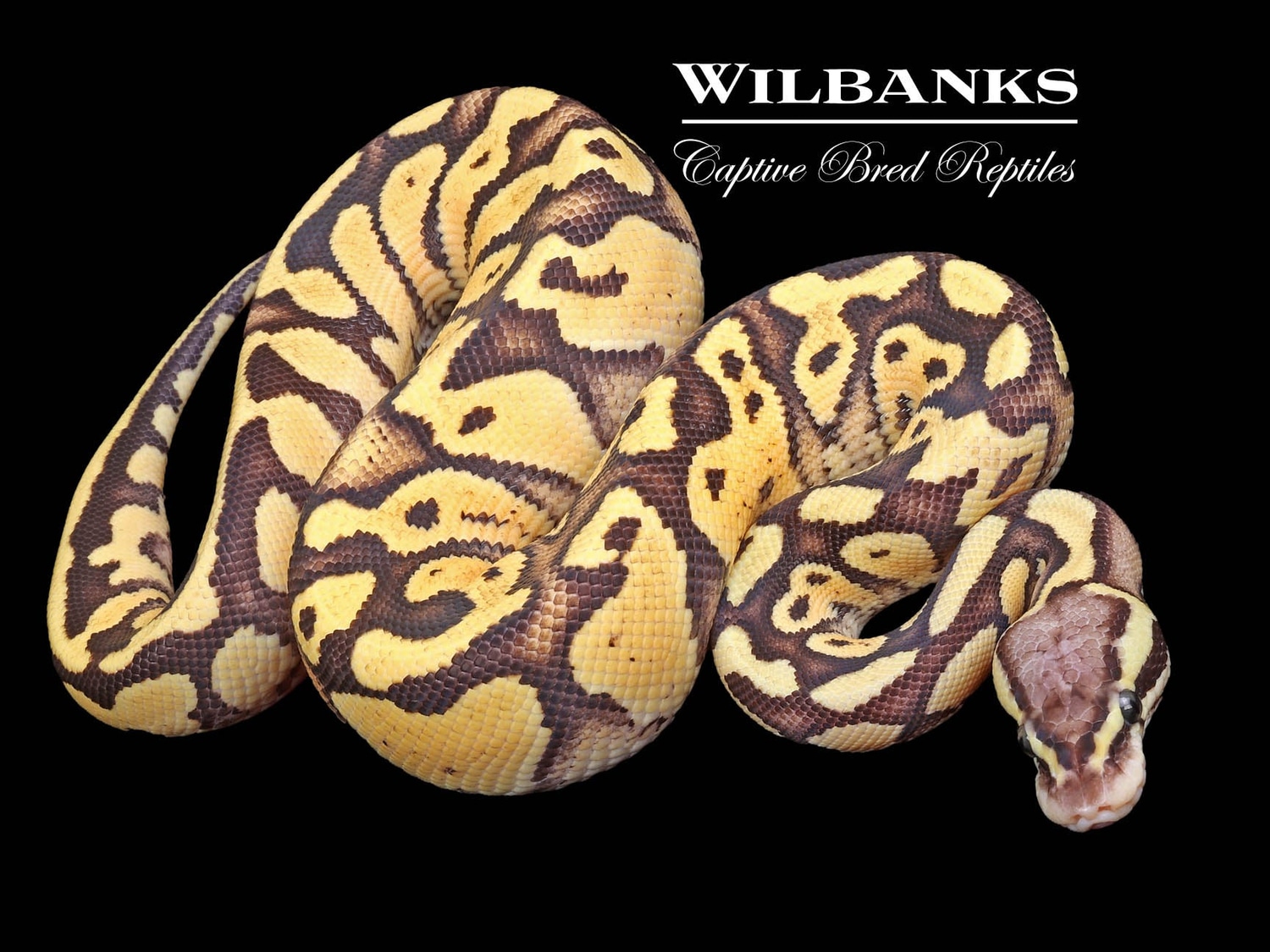 FireFly Ball Python by Wilbanks Captive Bred Reptiles - MorphMarket