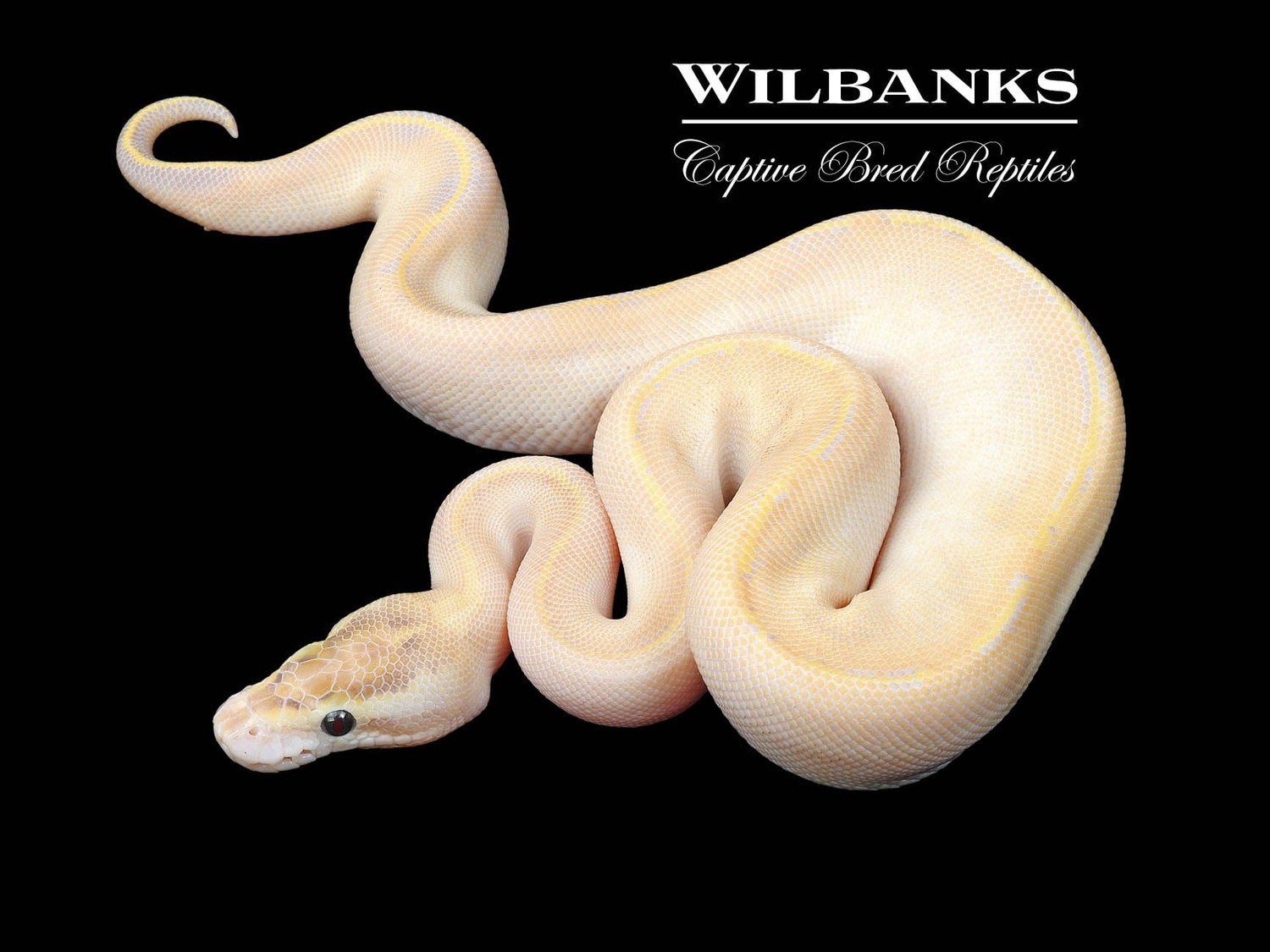 Ivory Ball Python by Wilbanks Captive Bred Reptiles - MorphMarket
