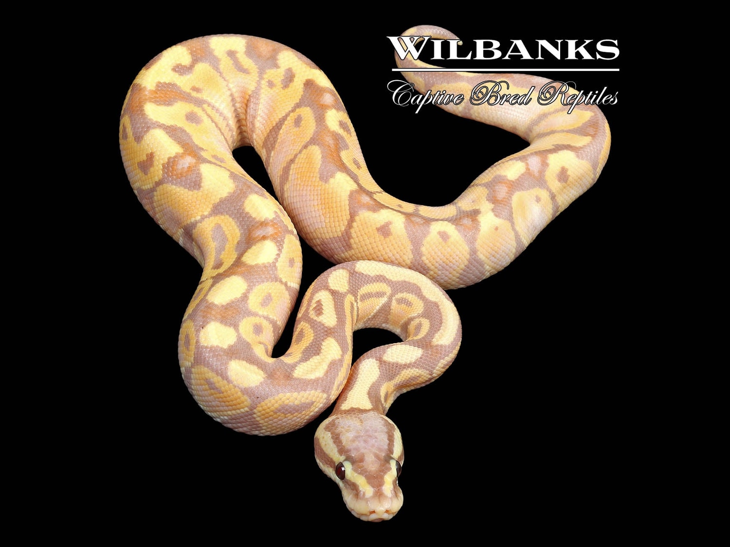 Banana Pastel 100% Het. Sunset Ball (Female Maker) Python Ball Python ...