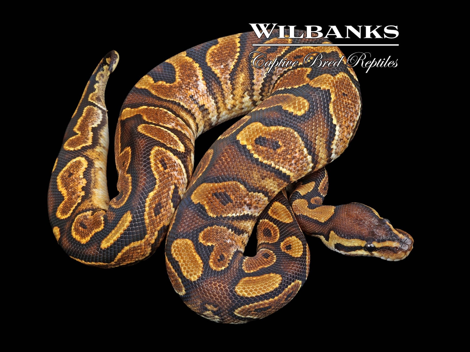 Sugar 100% Het. Clown 50% PH Genetic Stripe Ball Python by Wilbanks ...