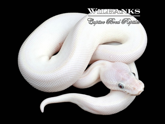 Blue Eyed Leucistic (Lucy) (Mojave Russo) Ball Python by Wilbanks ...