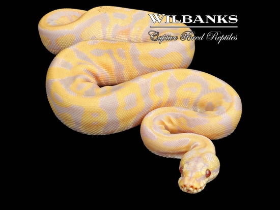 Candino Leopard Pastel Ball Python by Wilbanks Captive Bred Reptiles