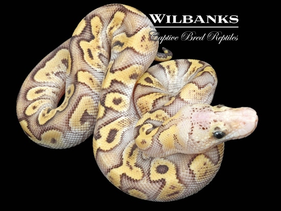 GHI Pastave Clown Ball Python by Wilbanks Captive Bred Reptiles