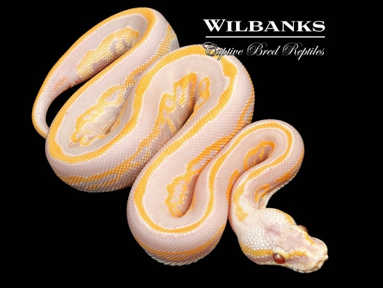 🔥 NO RESERVE🔥 Lavender Leopard Blackhead Pastel Ball Python by Wilbanks ...
