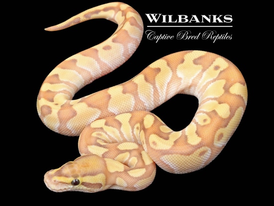 Banana Butter Enchi Ball Python by Wilbanks Captive Bred Reptiles