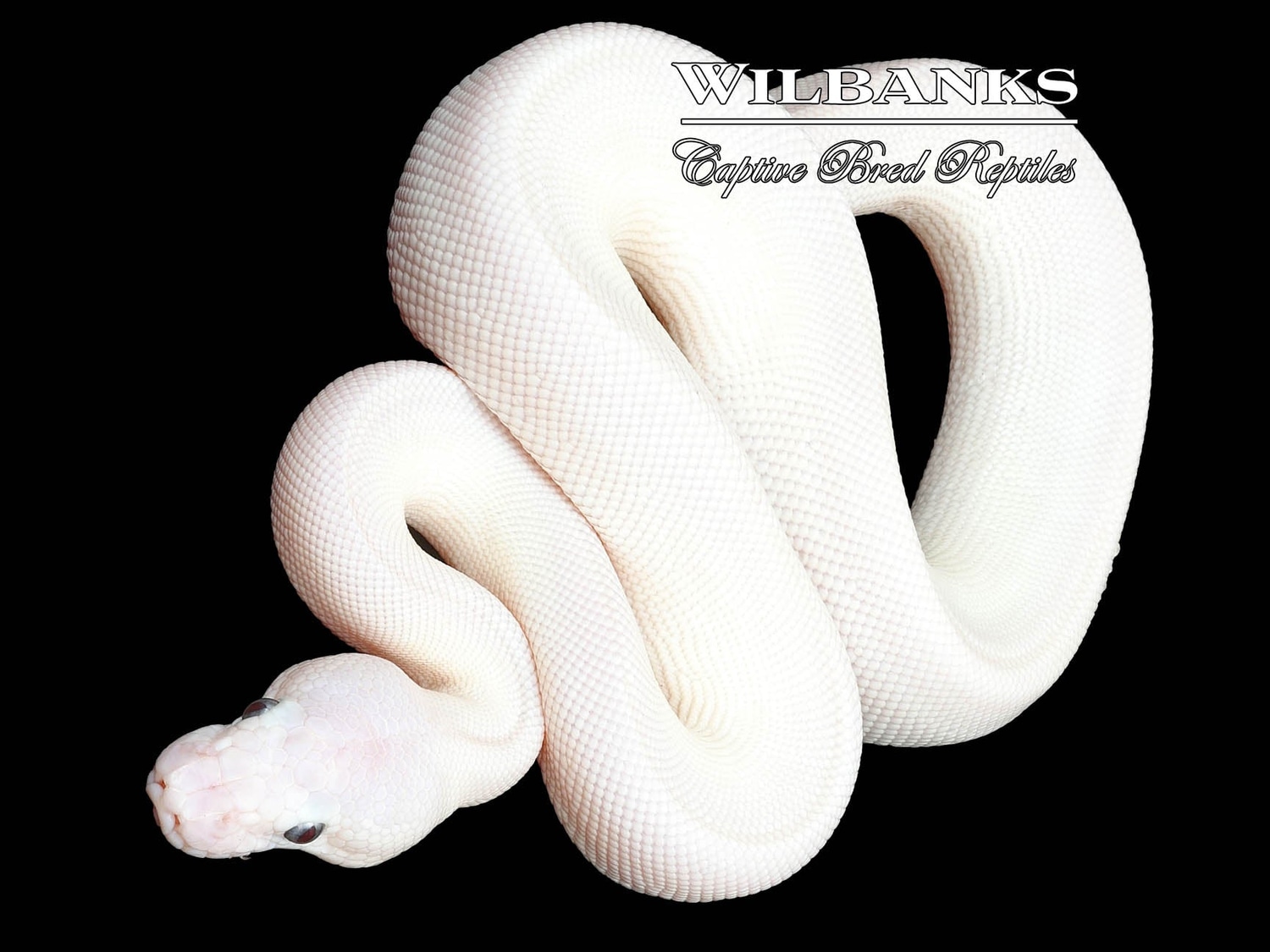 Banana Blue Eyed Lucy (Butter Mojave) Ball Python by Wilbanks Captive ...