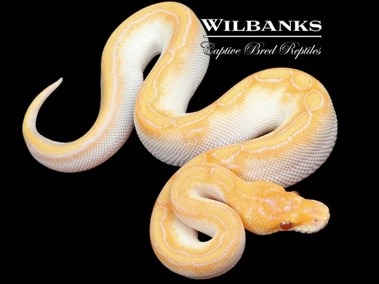 Lavender Albino Cypress Champagne Ball Python by Wilbanks Captive Bred ...