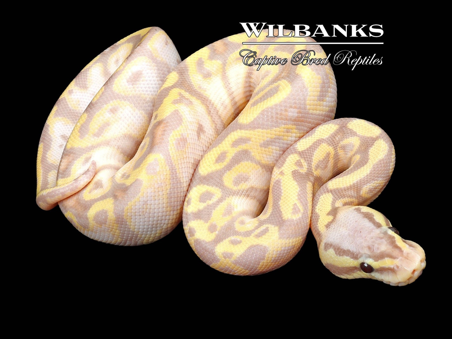 Banana Firefly Yellow Belly Or Asphalt Ball Python by Wilbanks Captive ...