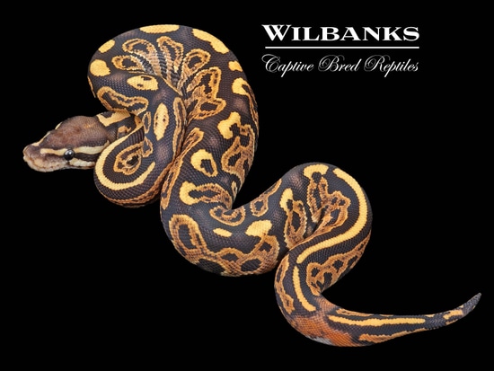 Black Fire Ball Python by Wilbanks Captive Bred Reptiles