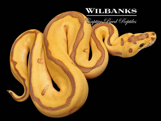 Leopard Butter Enchi Clown Ball Python by Wilbanks Captive Bred Reptiles