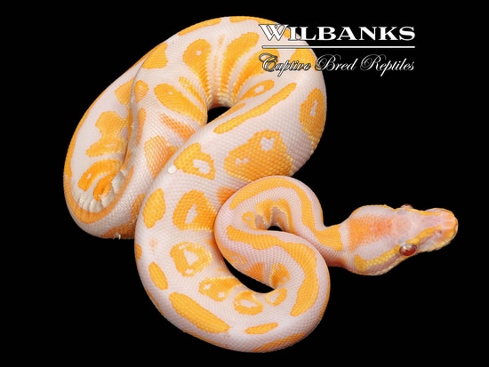 Lavender Blackhead 100% Het. Pied Ball Python by Wilbanks Captive Bred ...