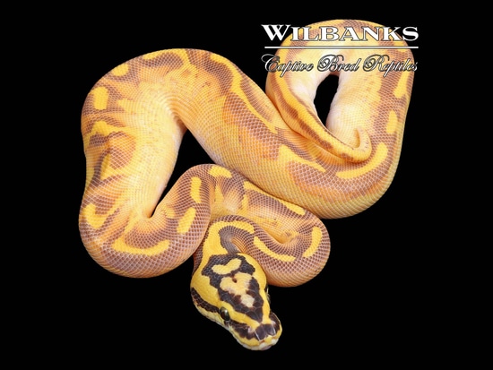 Pastel Sugar Mardi Gras Ball Python by Wilbanks Captive Bred Reptiles