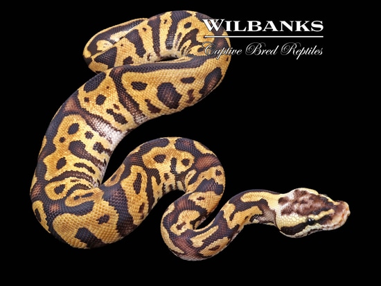 Pastel Leopard Fire Or Vanilla Ball Python by Wilbanks Captive Bred ...