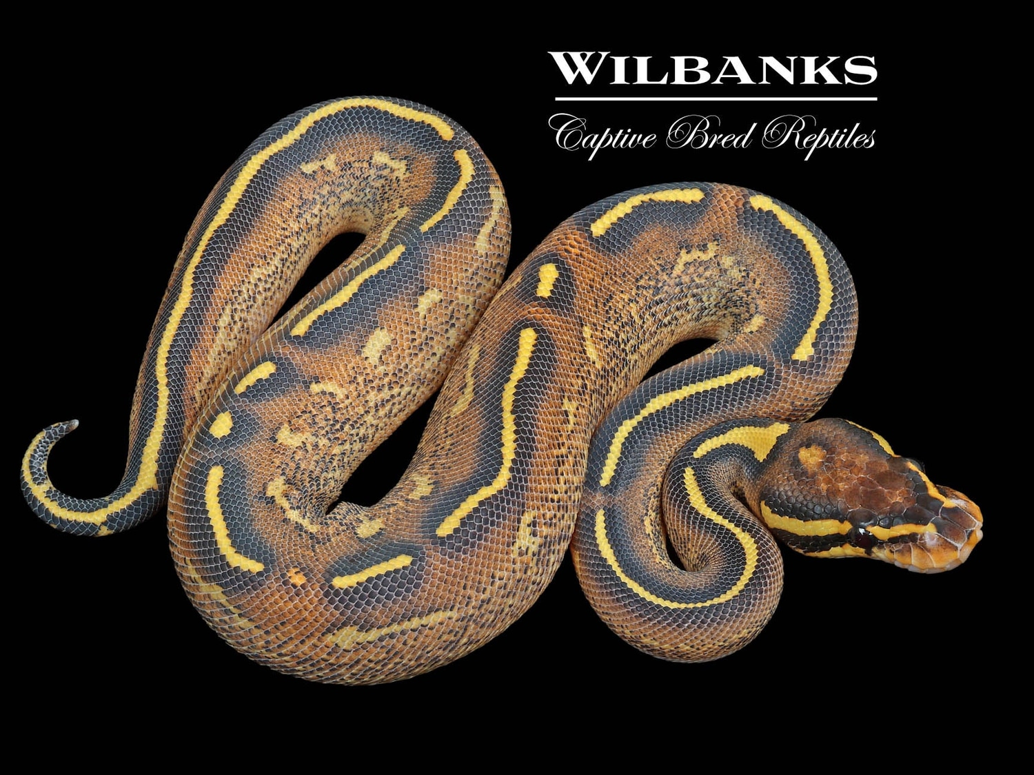 Freeway Ball Python by Wilbanks Captive Bred Reptiles - MorphMarket