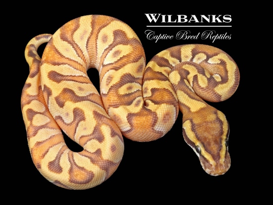 Super Enchi Mojave Ball Python by Wilbanks Captive Bred Reptiles