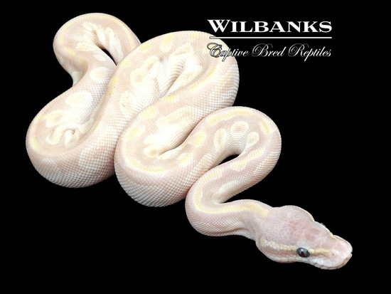 Crystal Ball Python by Wilbanks Captive Bred Reptiles